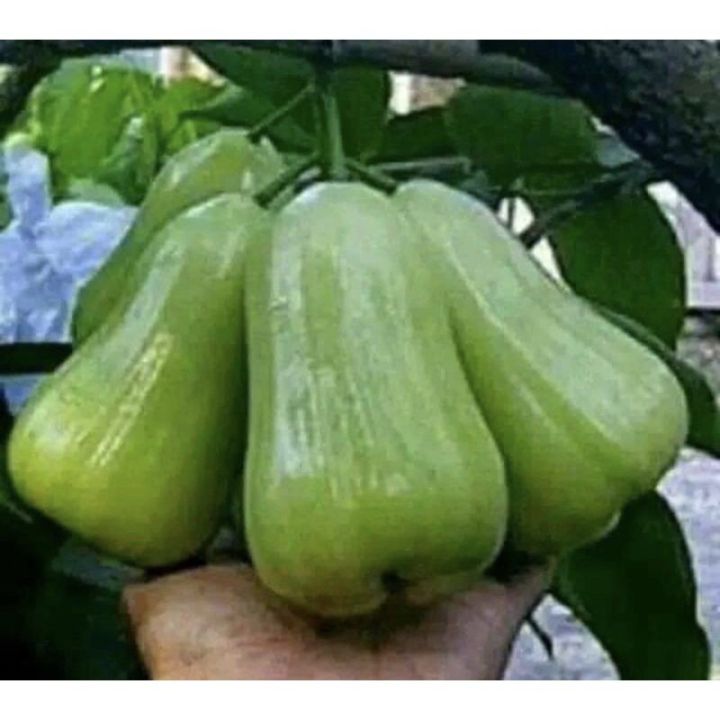 Jambu Madu Hijau - Salsha Nursery | Seribuana