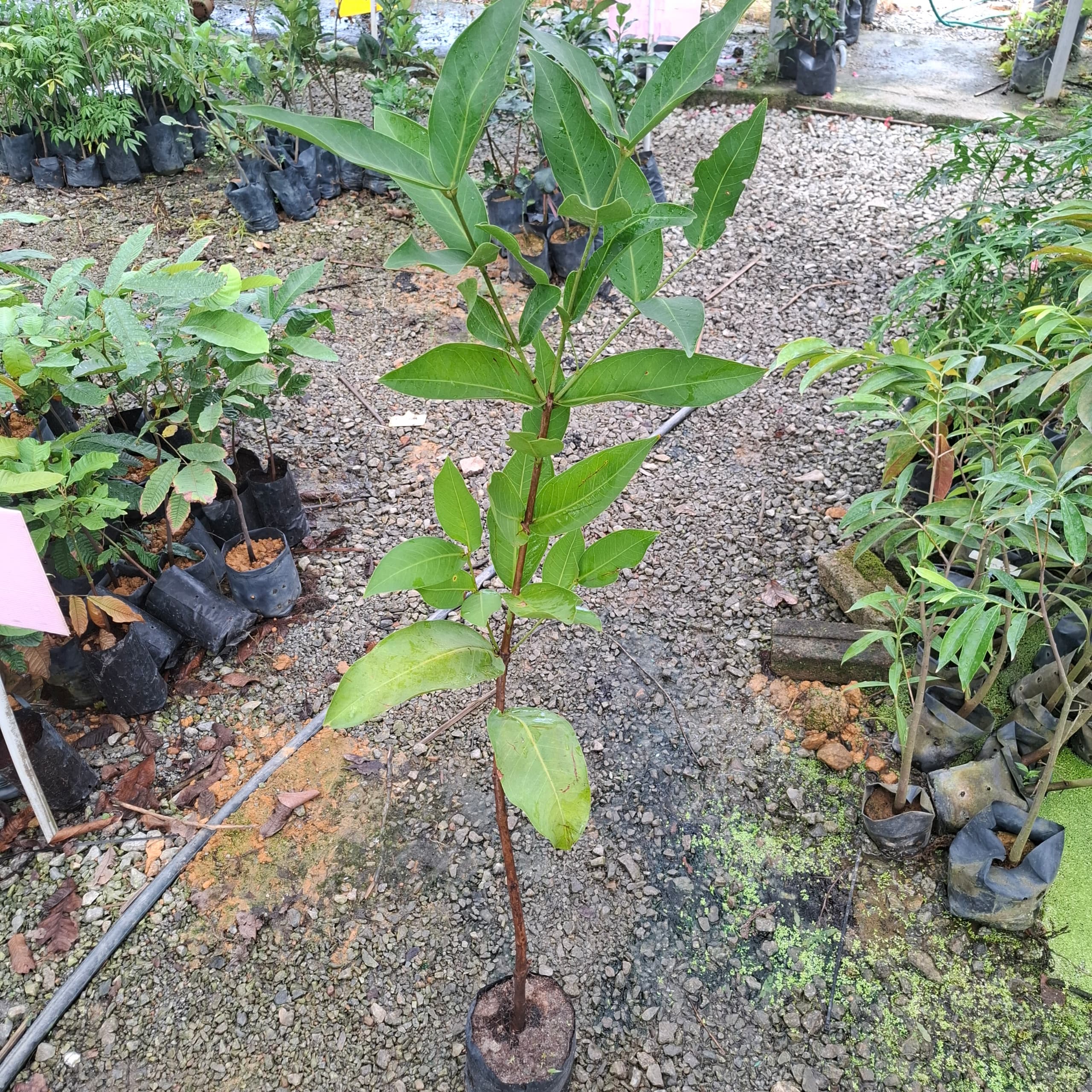 Jambu Madu Hijau - Salsha Nursery | Seribuana