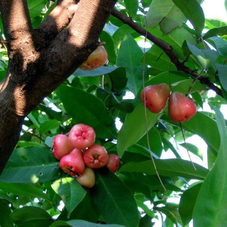 Jambu Madu Merah - Salsha Nursery | Seribuana