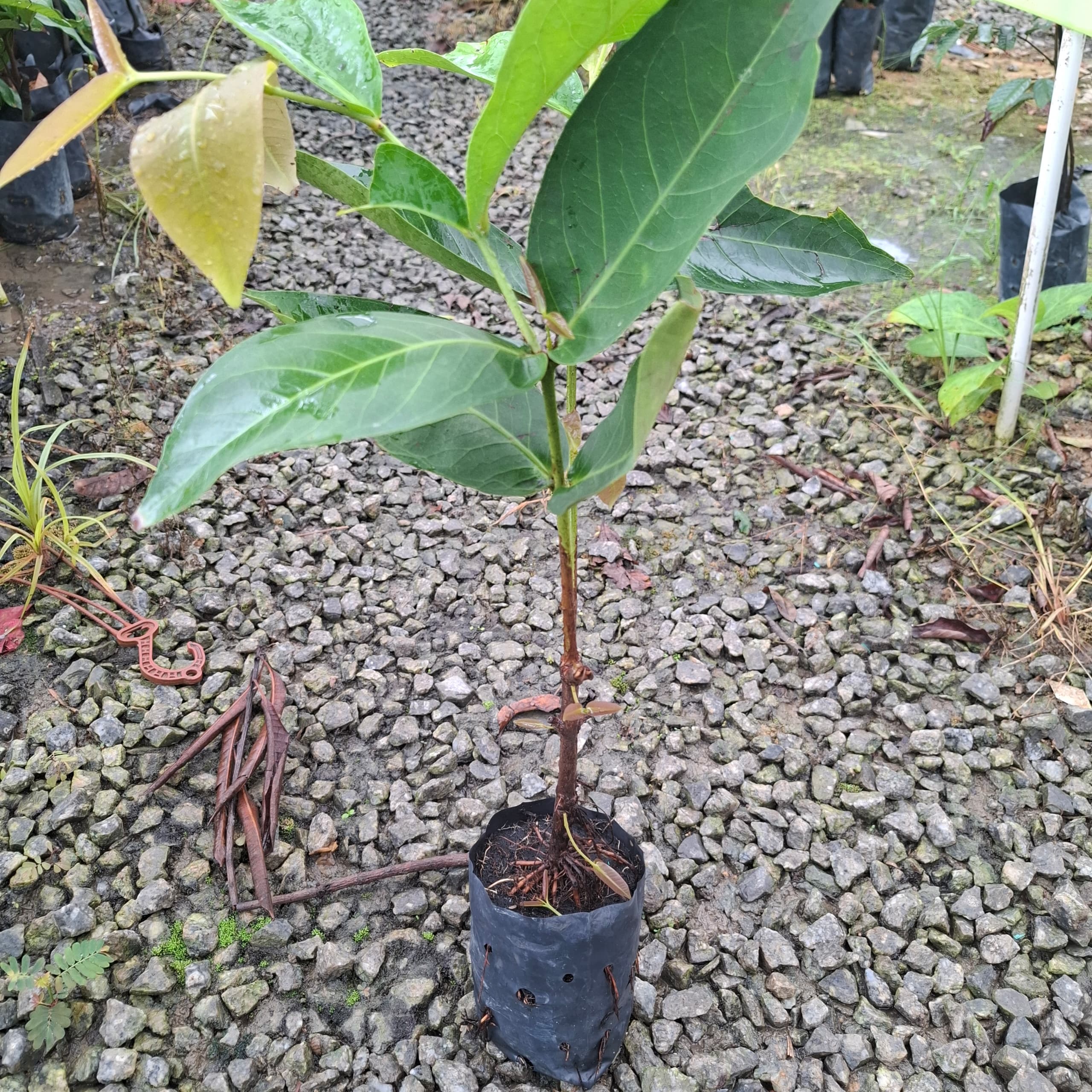 Jambu Madu Merah - Salsha Nursery | Seribuana