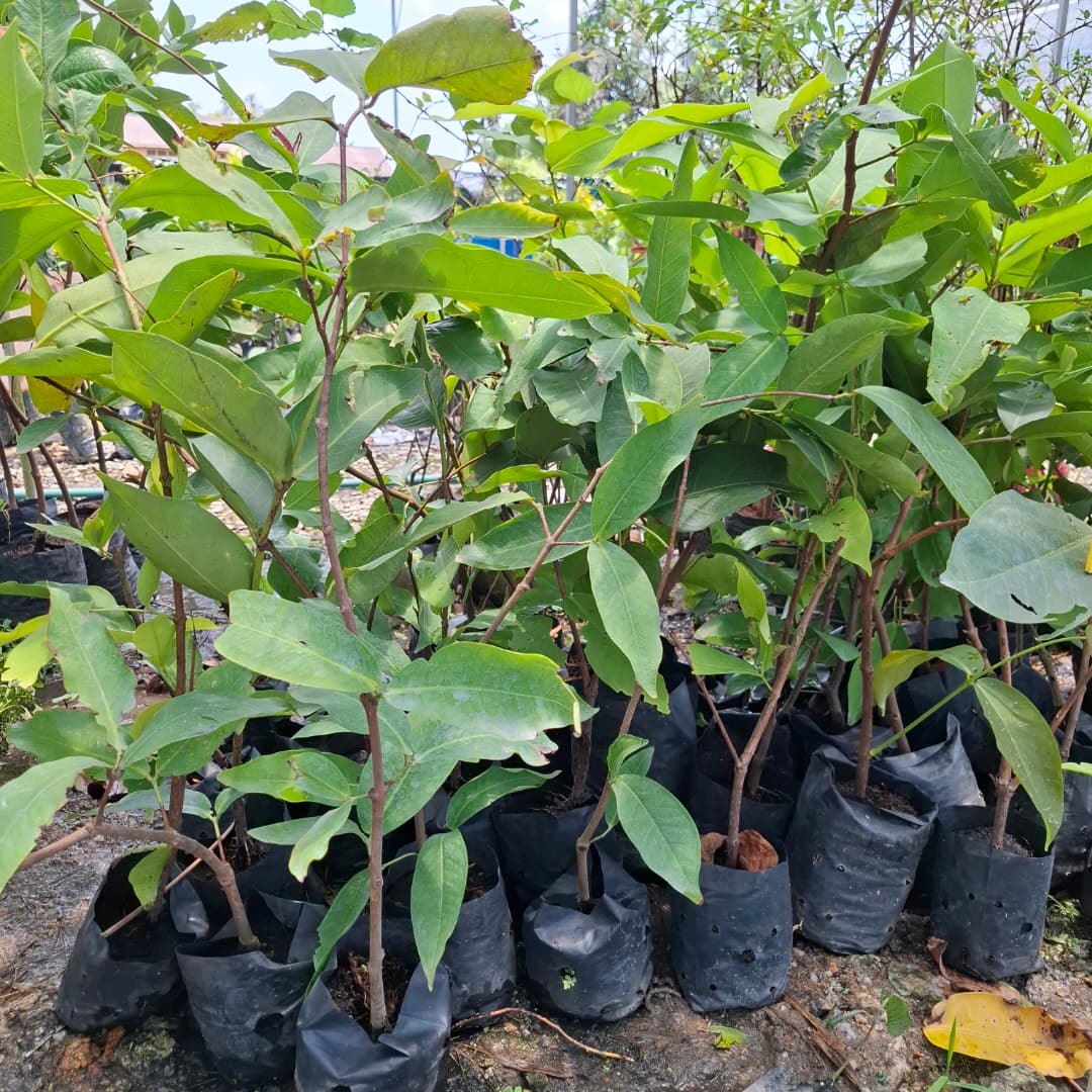 Jambu Madu Merah - Salsha Nursery | Seribuana