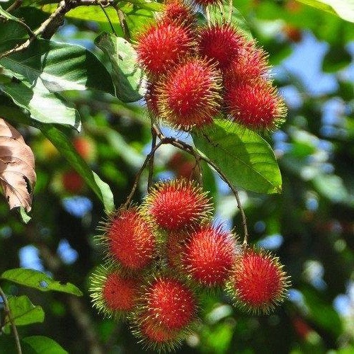 Rambutan Anak Sekolah - Salsha Nursery | Seribuana